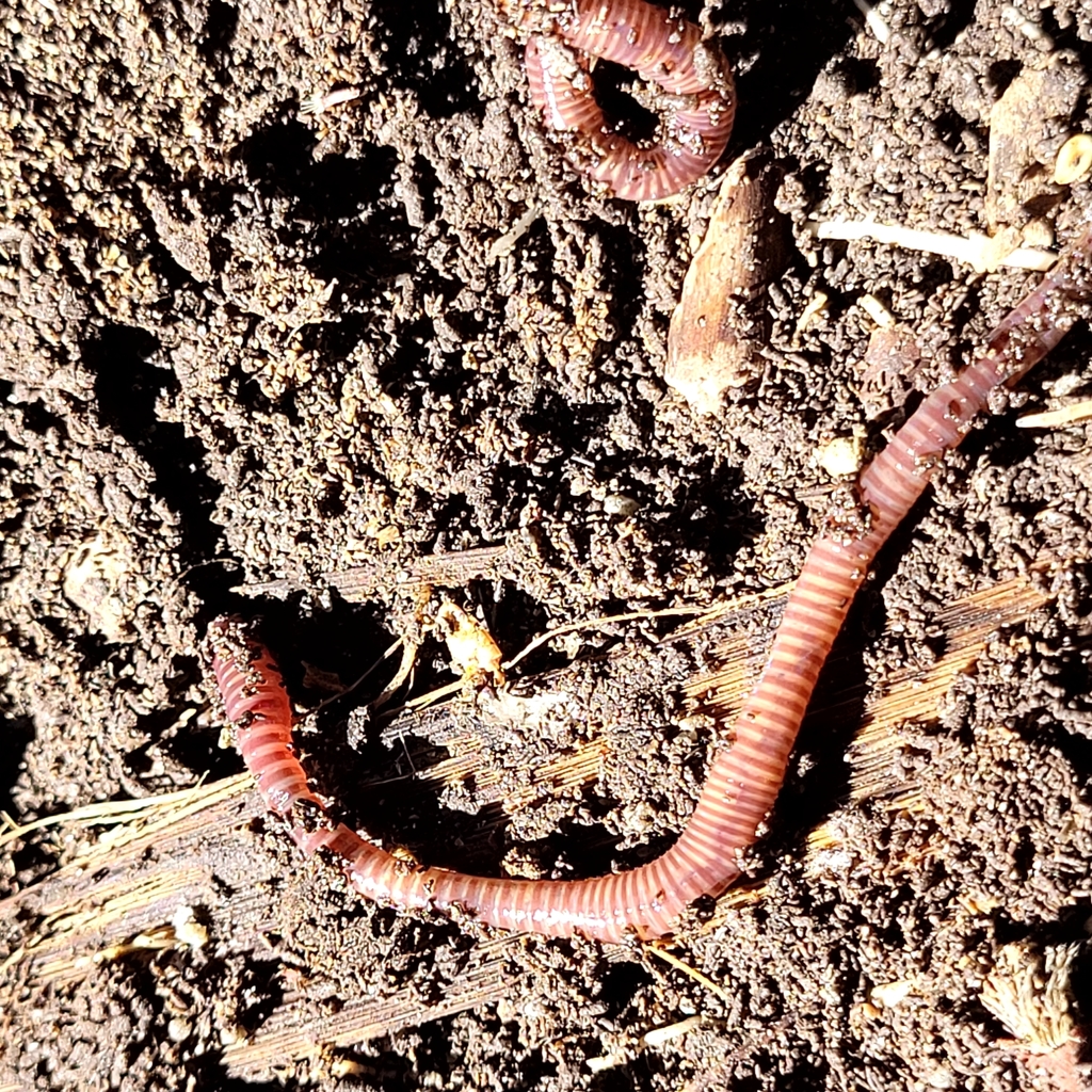 Redworm from Burwood, Christchurch, New Zealand on February 18, 2023 at ...