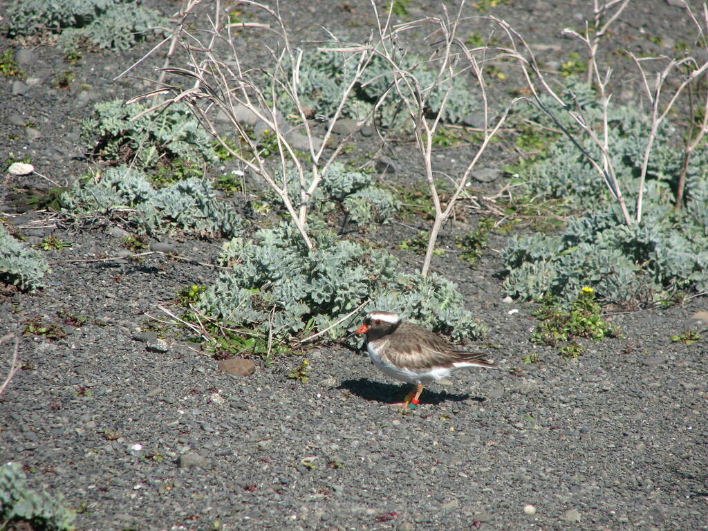 Shore Plover in September 2010 by Aalbert Rebergen. RG/OY · iNaturalist