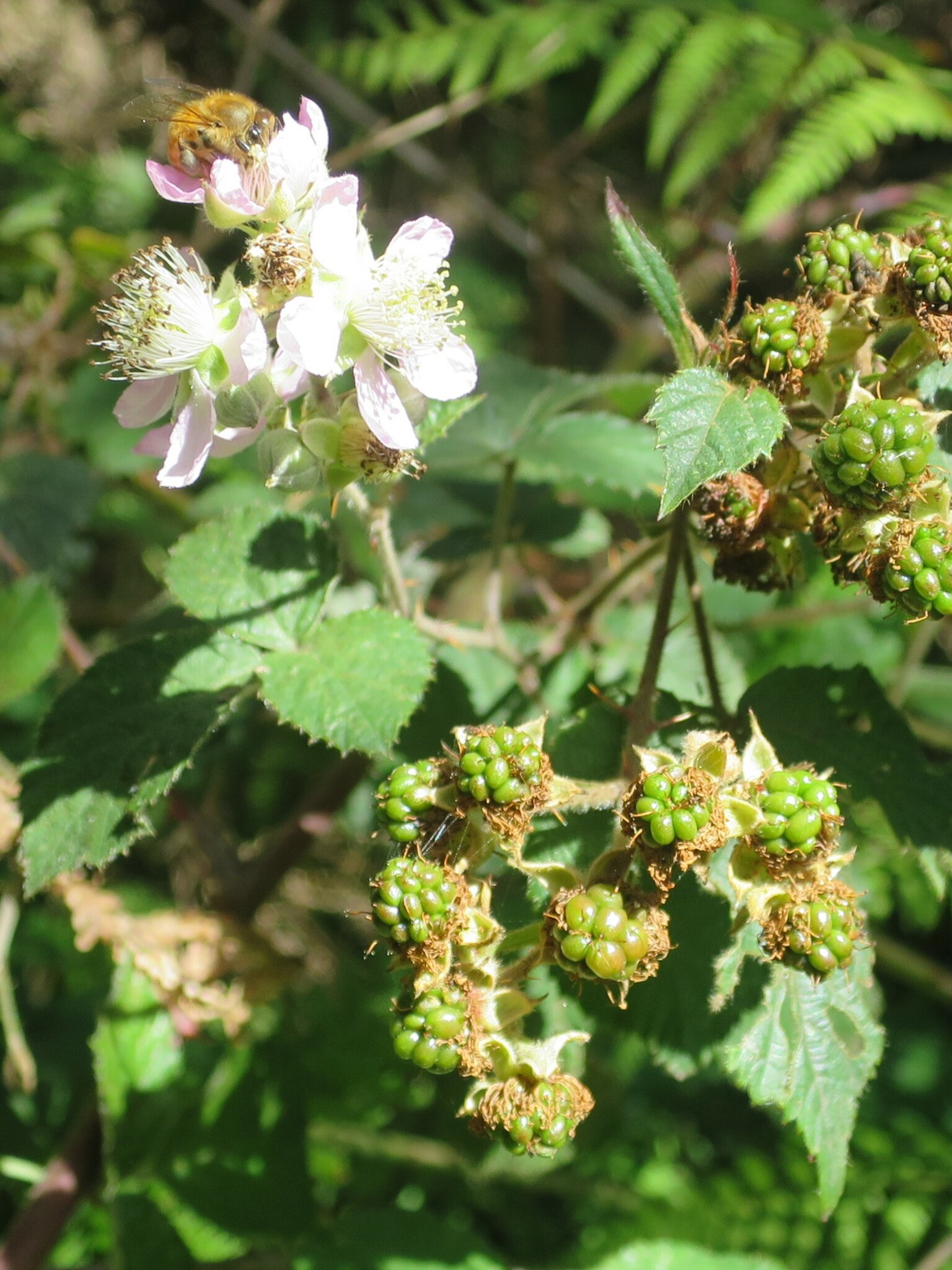 Rubus vestitus Weihe & Nees