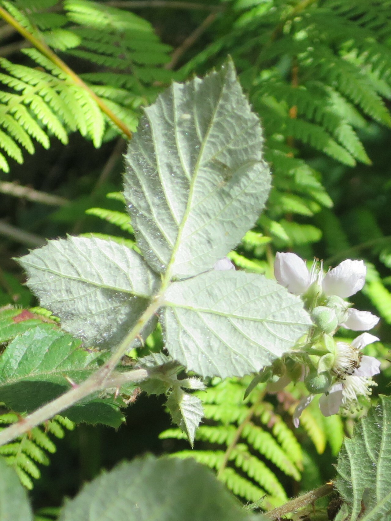Rubus vestitus Weihe & Nees