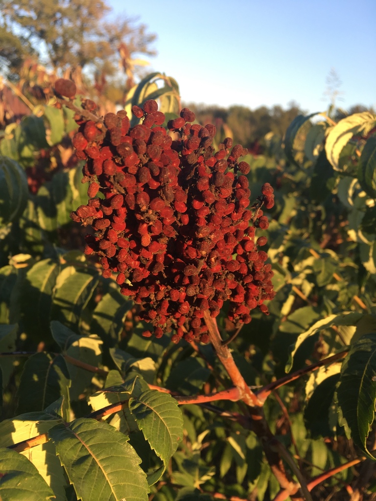 smooth sumac from Tandy Hills Park, Fort Worth, TX, US on September 27 ...