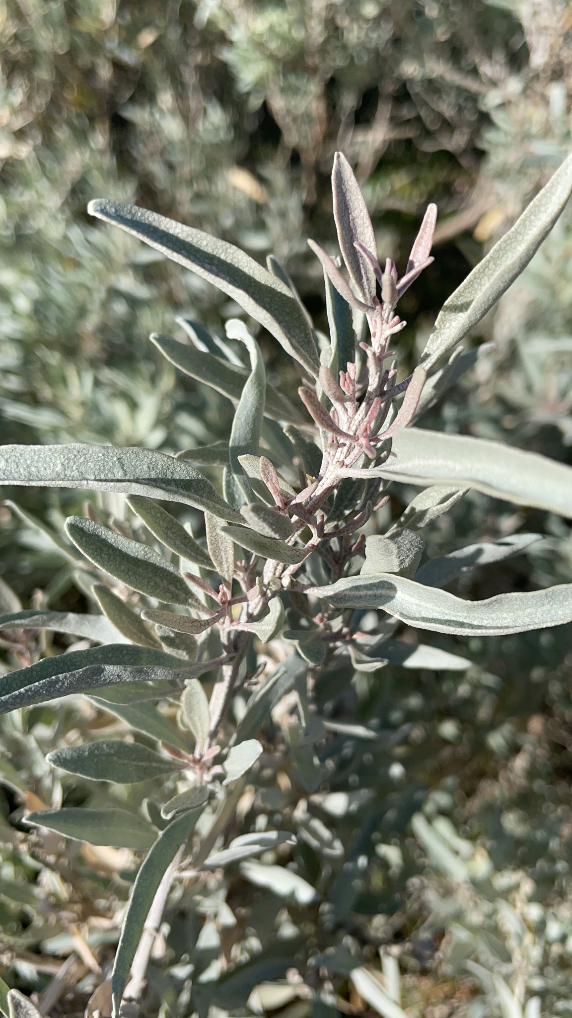 Atriplex cinerea Poir.