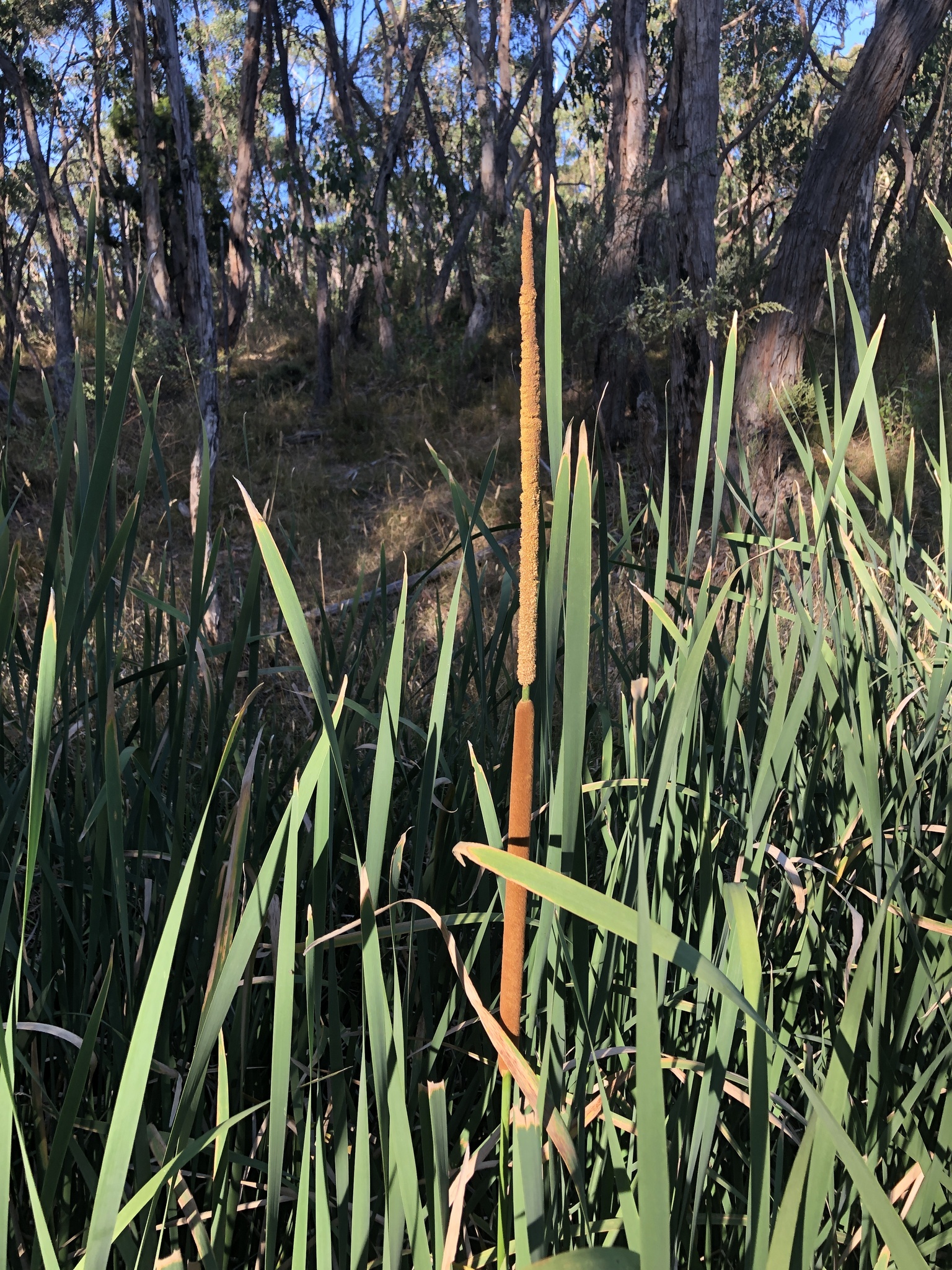 Typha domingensis Pers.