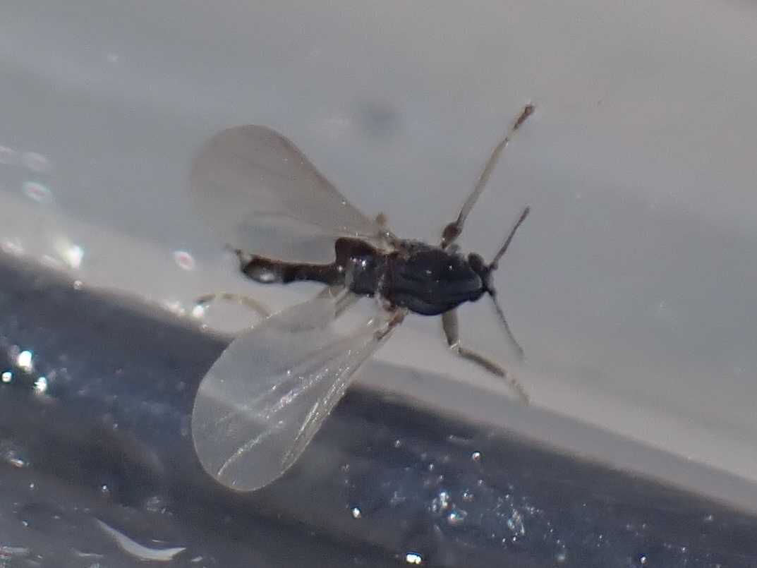 Chironomidae