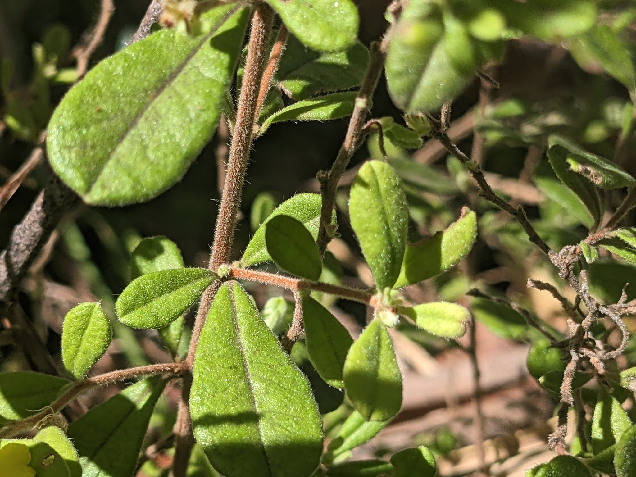Hibbertia aspera DC.