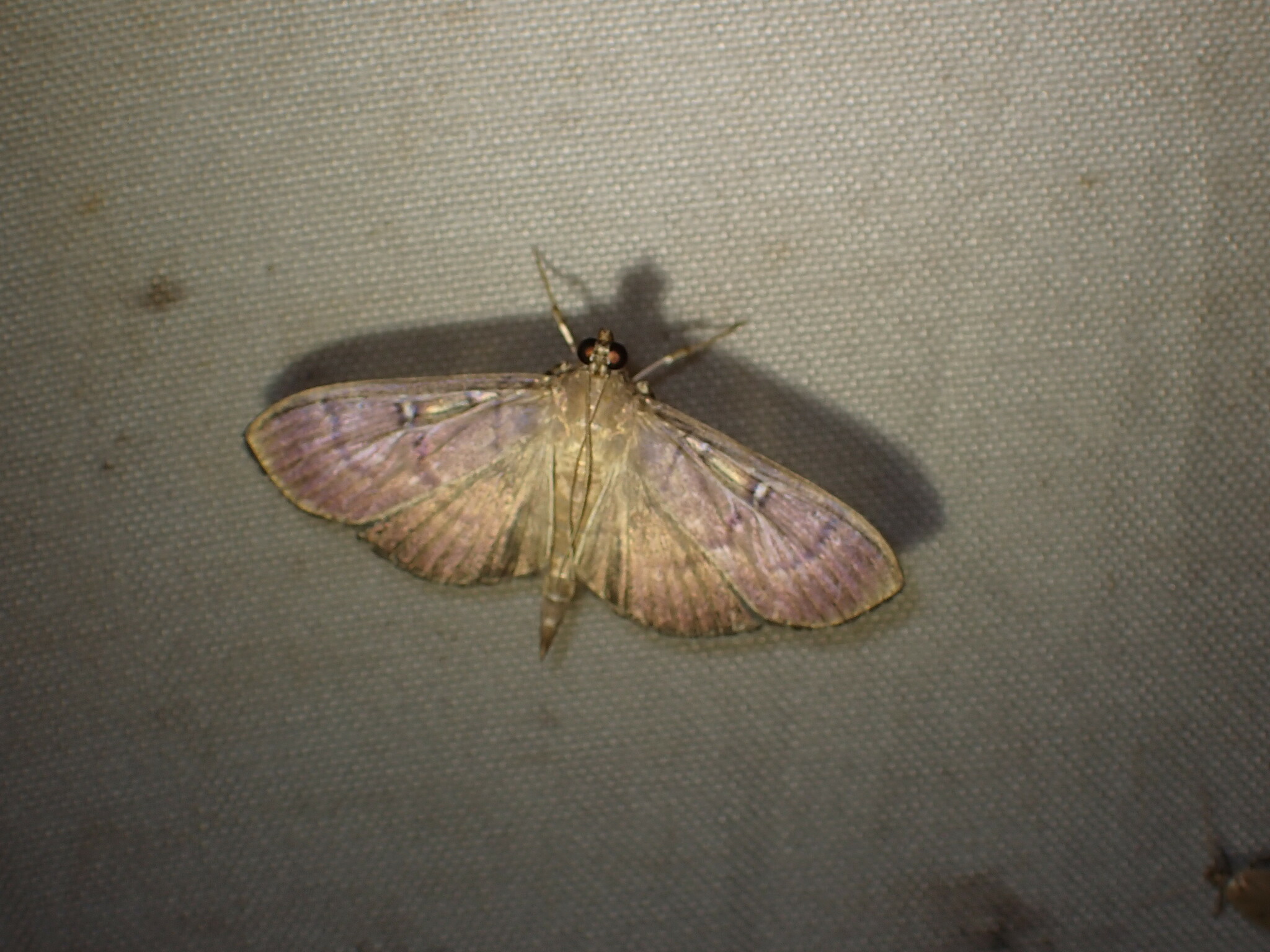 Pramadea Moore, 1888