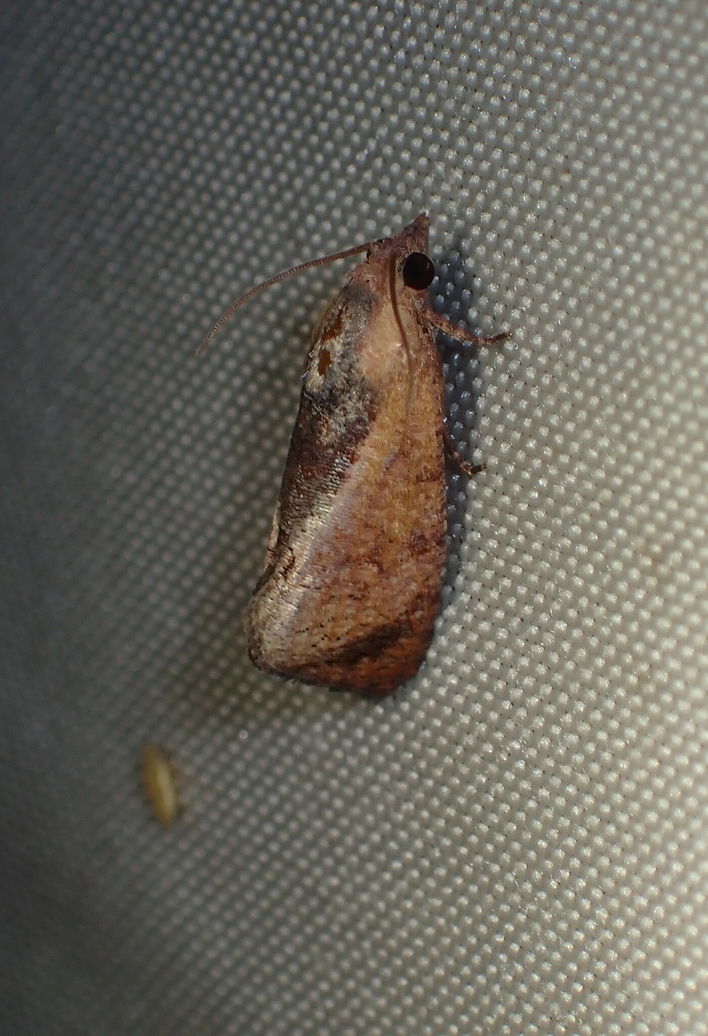 Cryptophlebia ombrodelta (Lower, 1898)