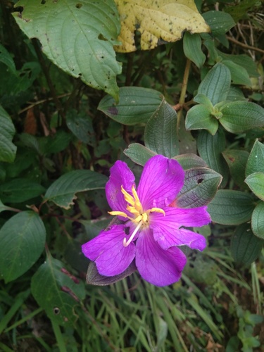 Observations by ivan_savinov · iNaturalist