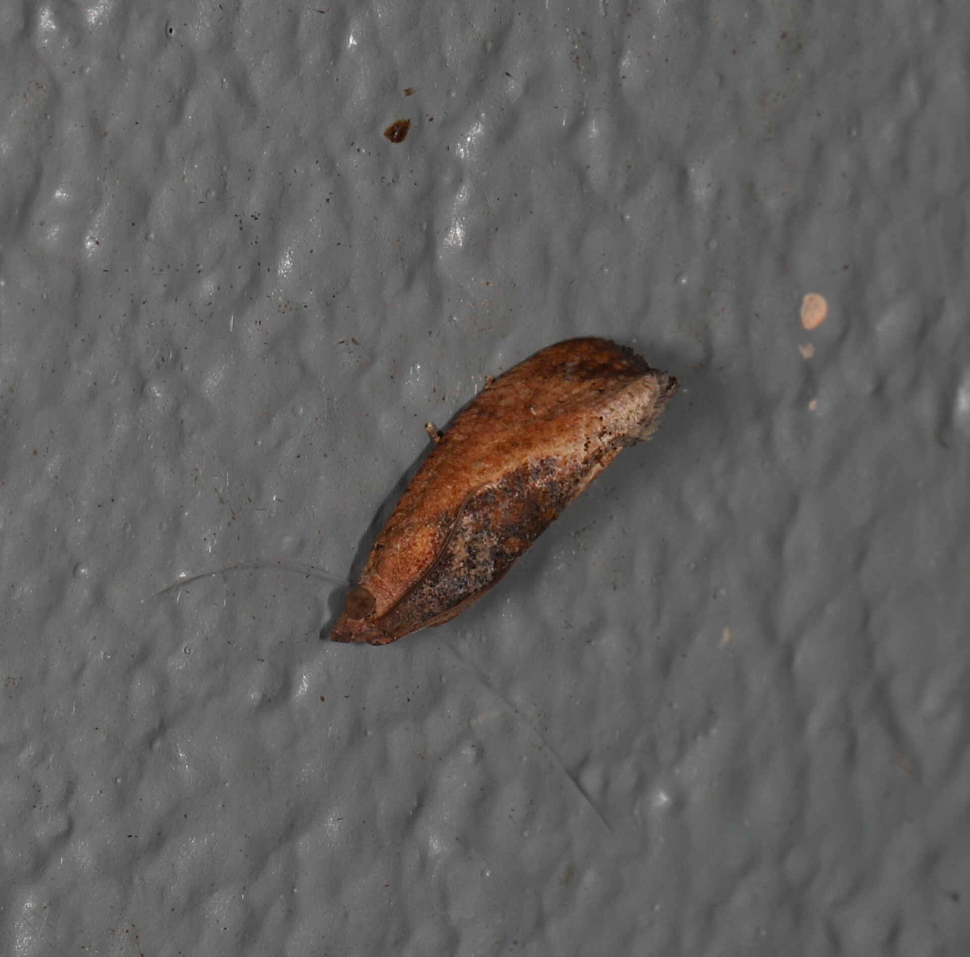 Cryptophlebia ombrodelta (Lower, 1898)