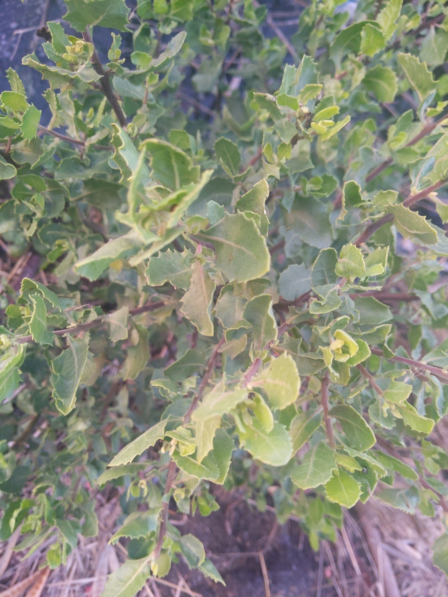 Pluchea indica (L.) Less.