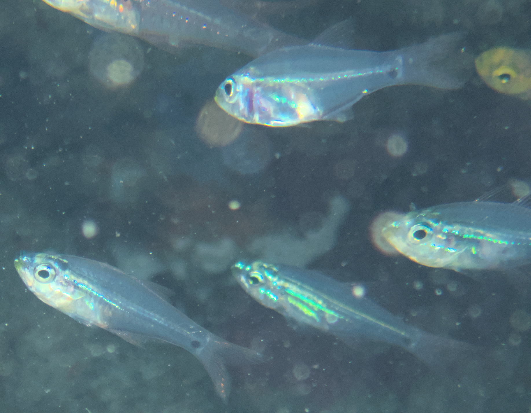 Zoramia perlita (Fraser & Lachner, 1985)