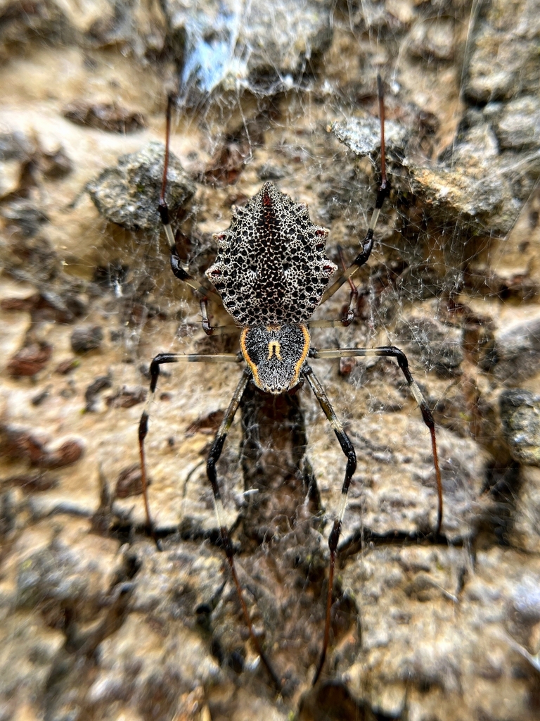 Ornamental Tree Trunk Spider from Location: 12.960100, 77.309000 on ...