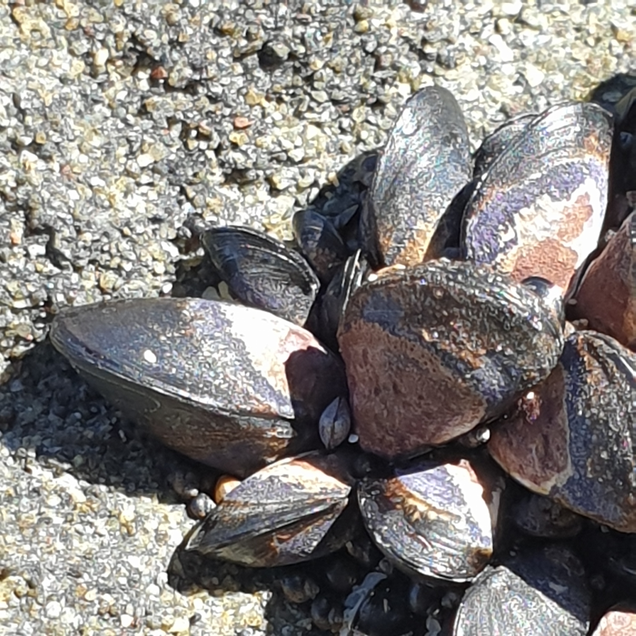 Xenostrobus pulex (Lamarck, 1819)