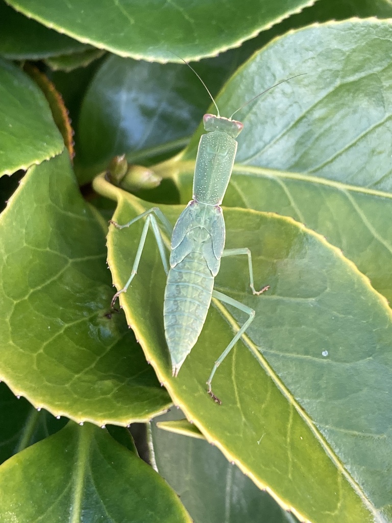 New Zealand Mantis from Te Ika-a-Māui/North Island, Wellington ...