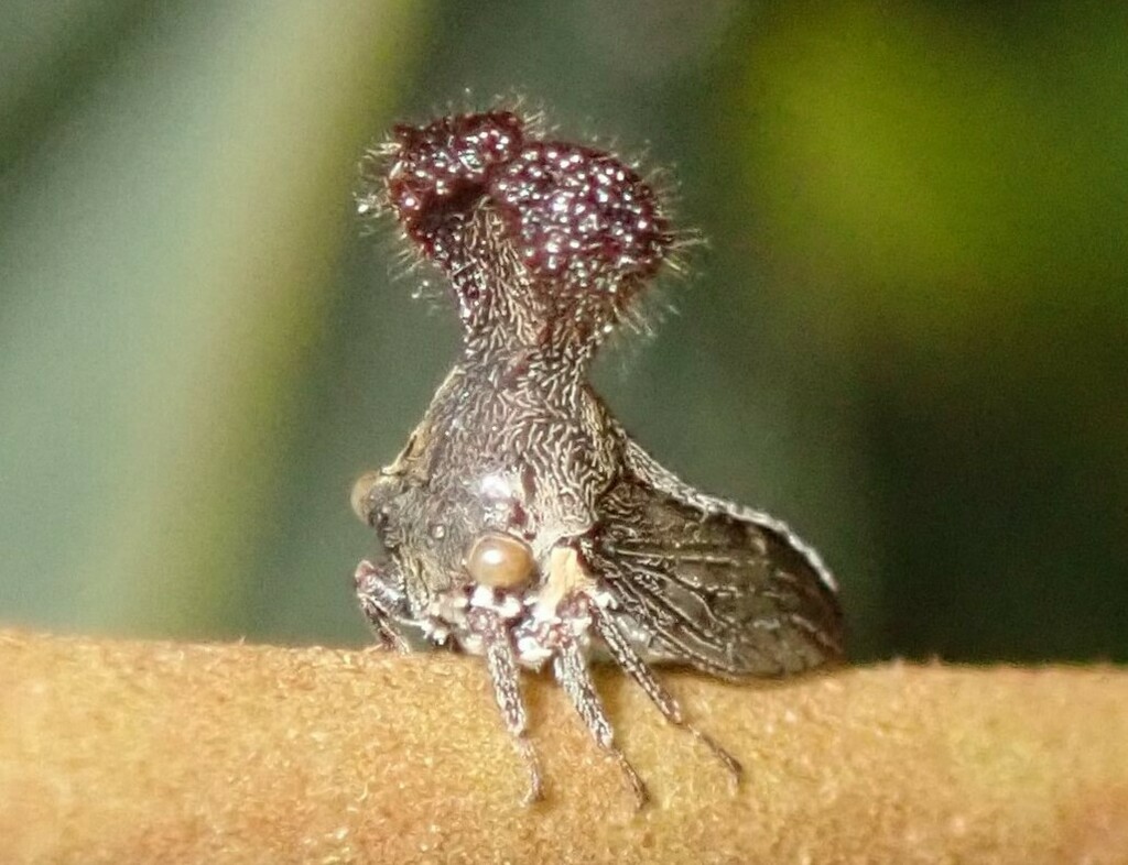 Lubra spinicornis from Cooroy QLD 4563, Australia on February 7, 2023 ...