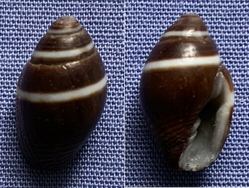 Strigatella auriculoides · iNaturalist Mexico