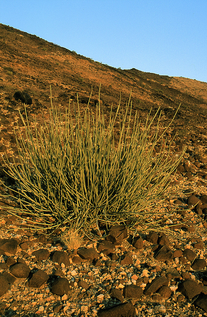 Caustic Vine from North of Uis Mine, Namibia on August 19, 1999 by ...