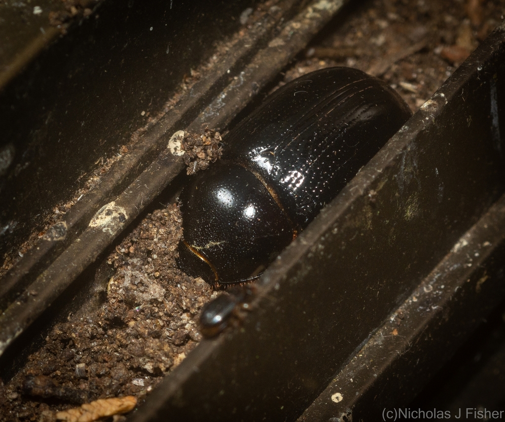 Scarabs from Tamborine Mountain QLD 4272, Australia on January 30, 2023 ...