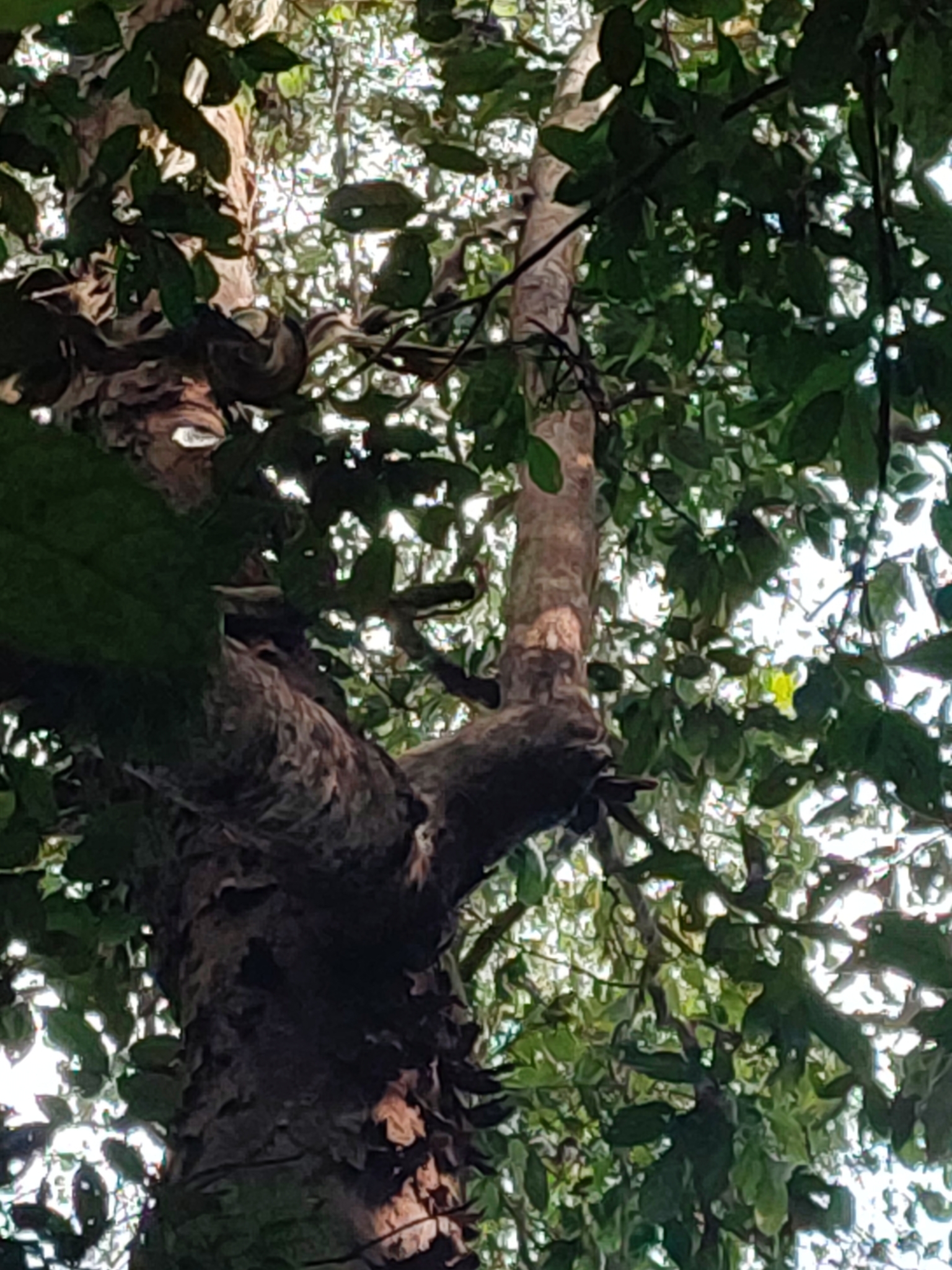 Gmelina arborea Roxb. ex Sm.