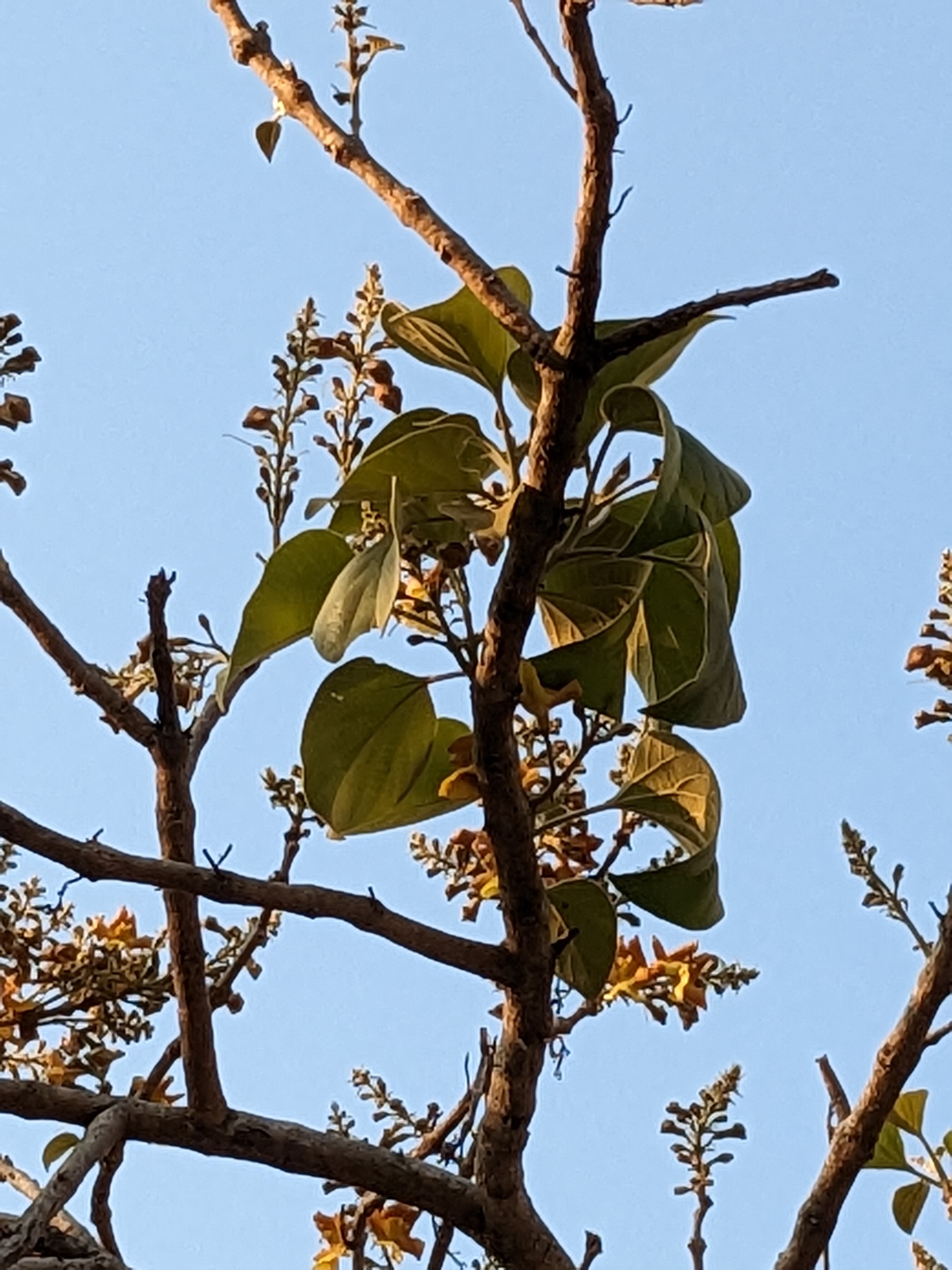 Gmelina arborea Roxb. ex Sm.