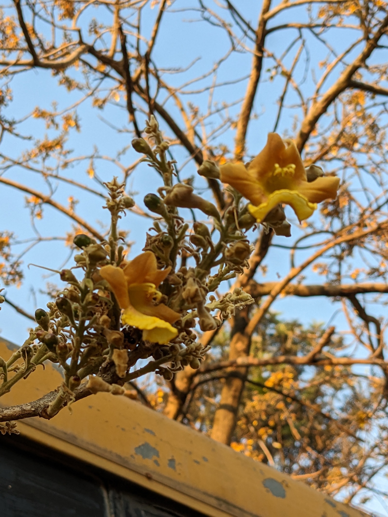 Gmelina arborea Roxb. ex Sm.