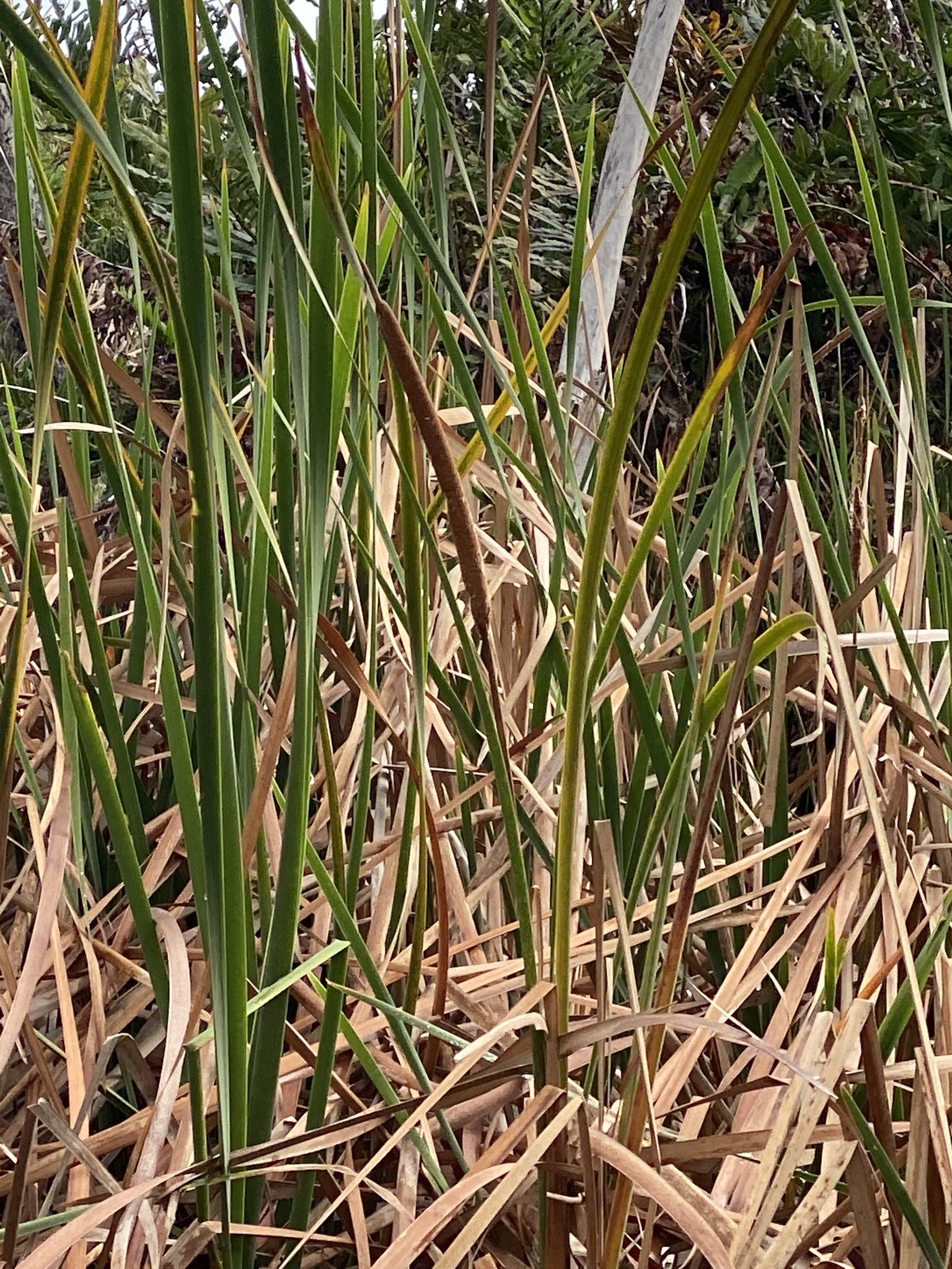 Typha domingensis Pers.
