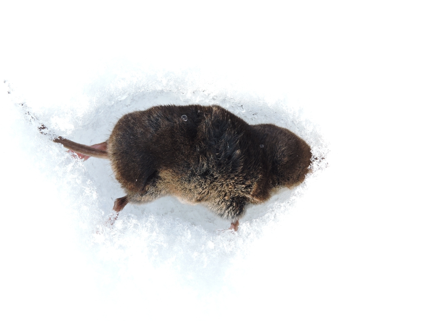 Sorex araneus Linnaeus, 1758