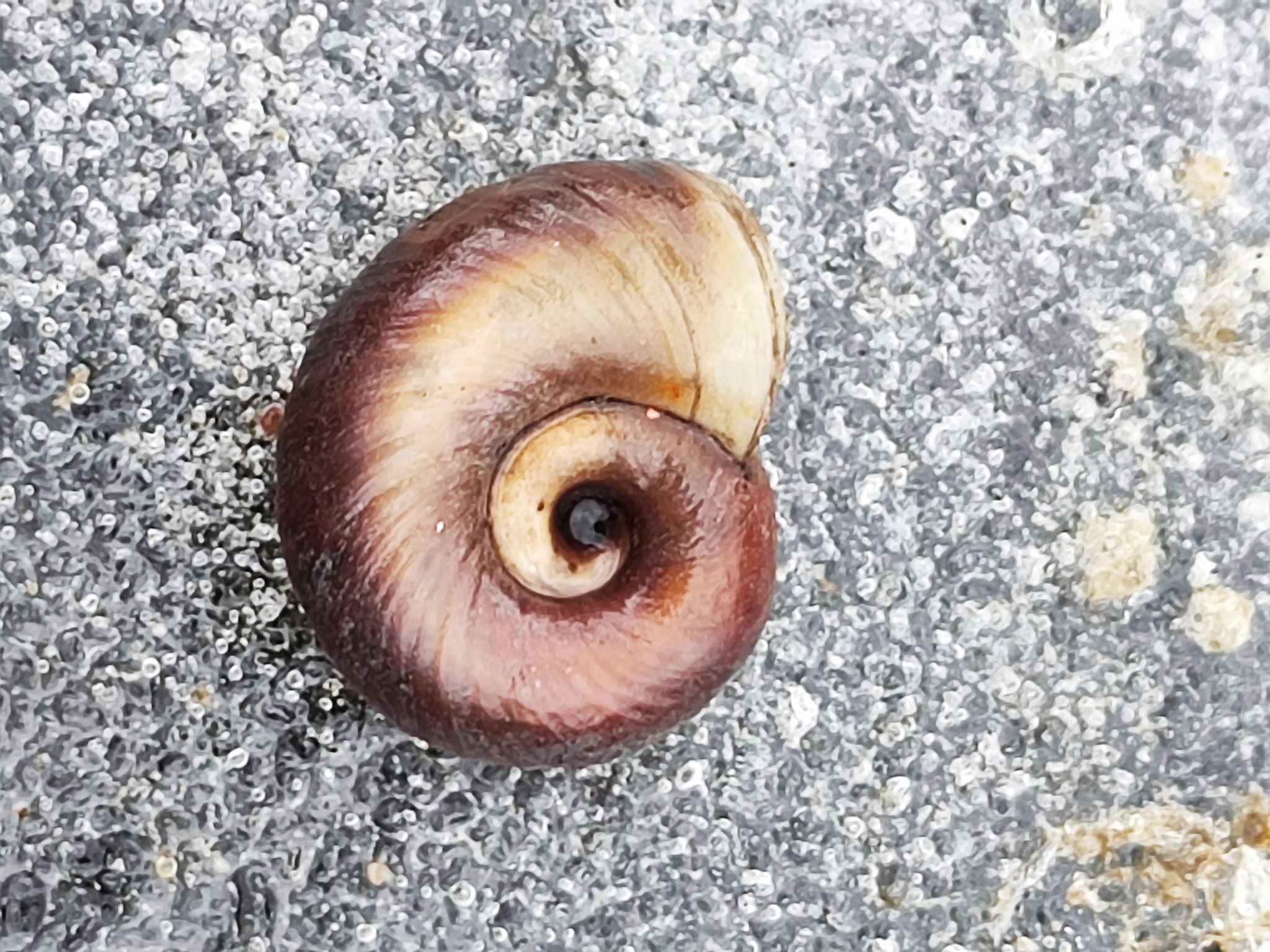 Planorbarius corneus (Linnaeus, 1758)