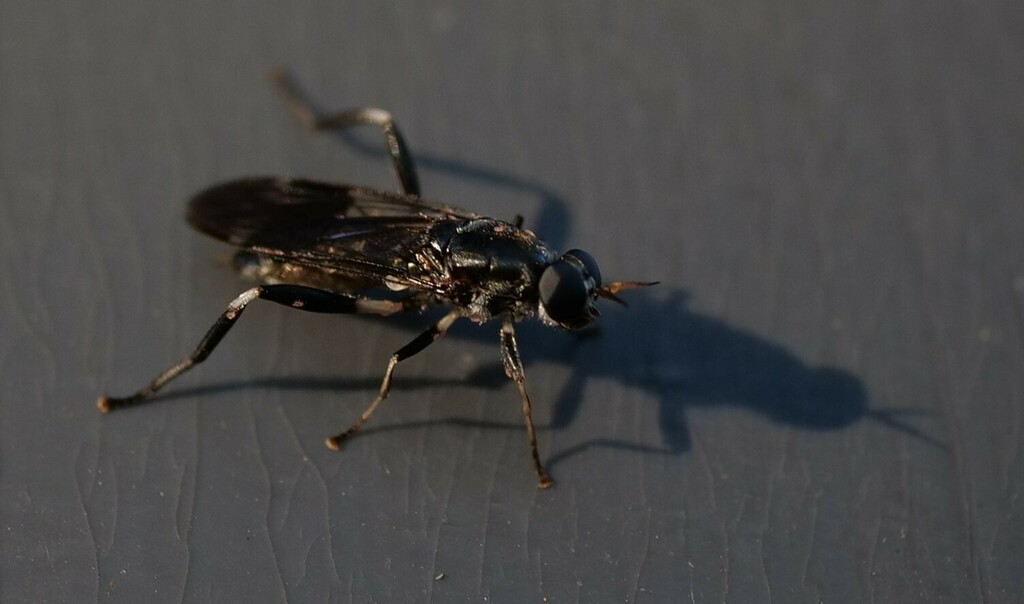 Garden soldier fly in February 2023 by winepony · iNaturalist