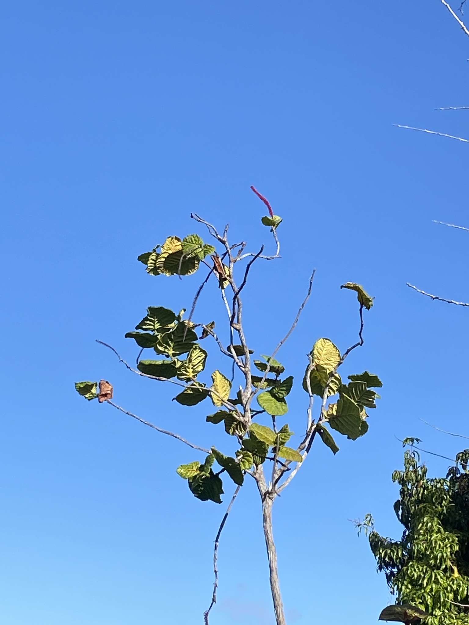 Coccoloba rugosa Desf.