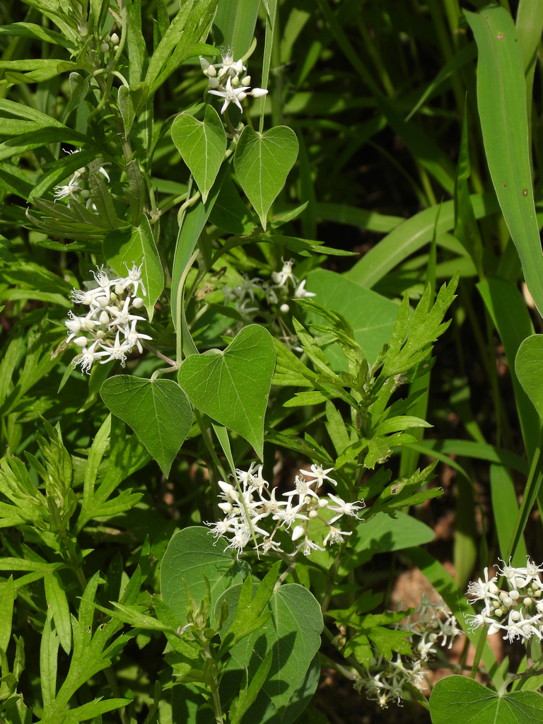 Cynanchum chinense from Chengyang District, Qingdao, Shandong, China on ...