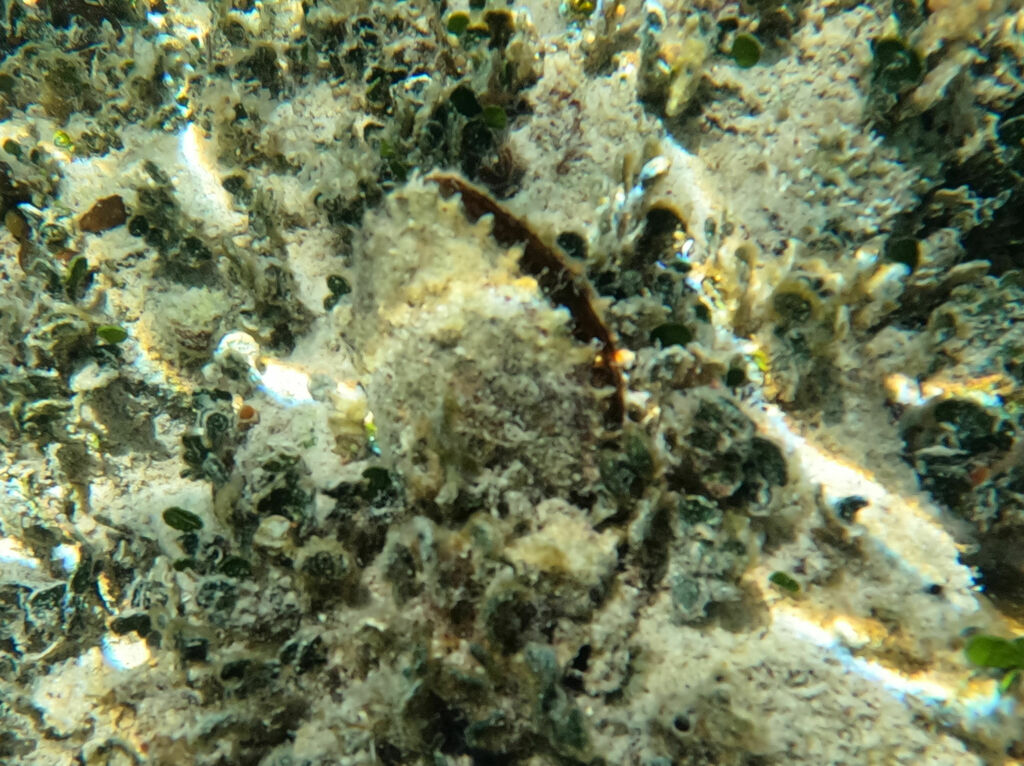 Pen Shells from Islandia, FL, USA on April 17, 2022 at 03:15 PM by ...