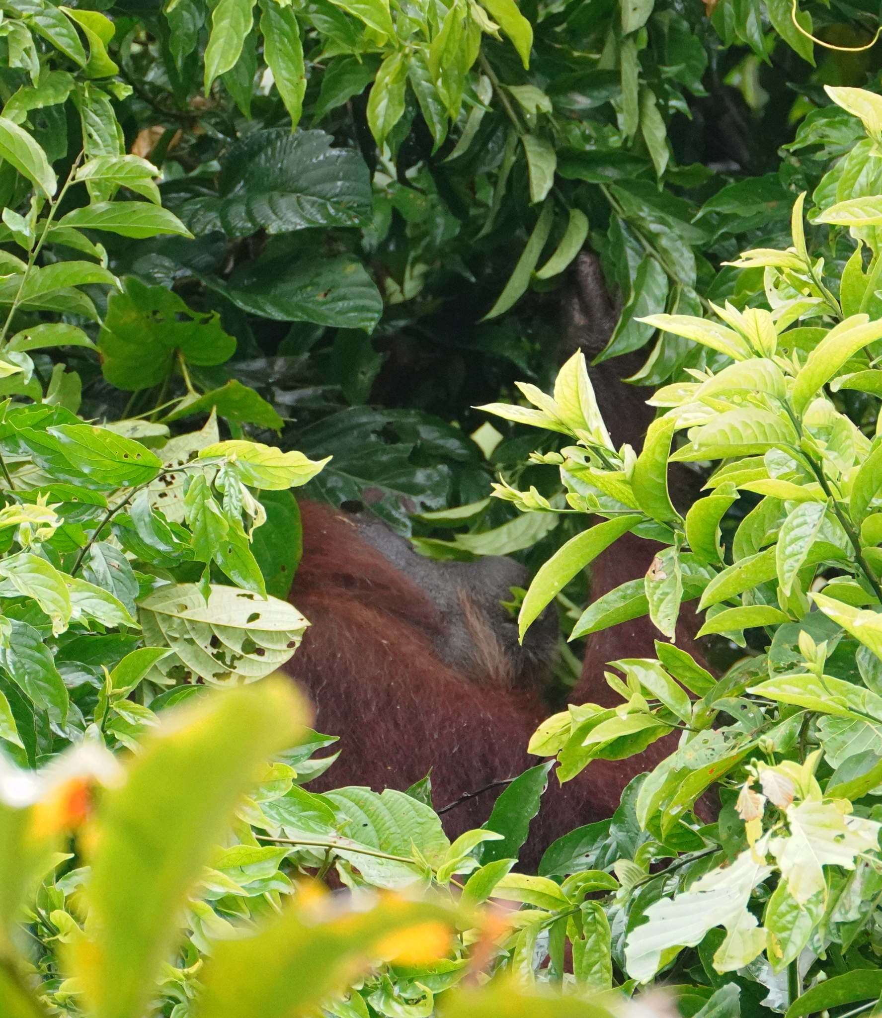 Pongo pygmaeus (Linnaeus, 1760)