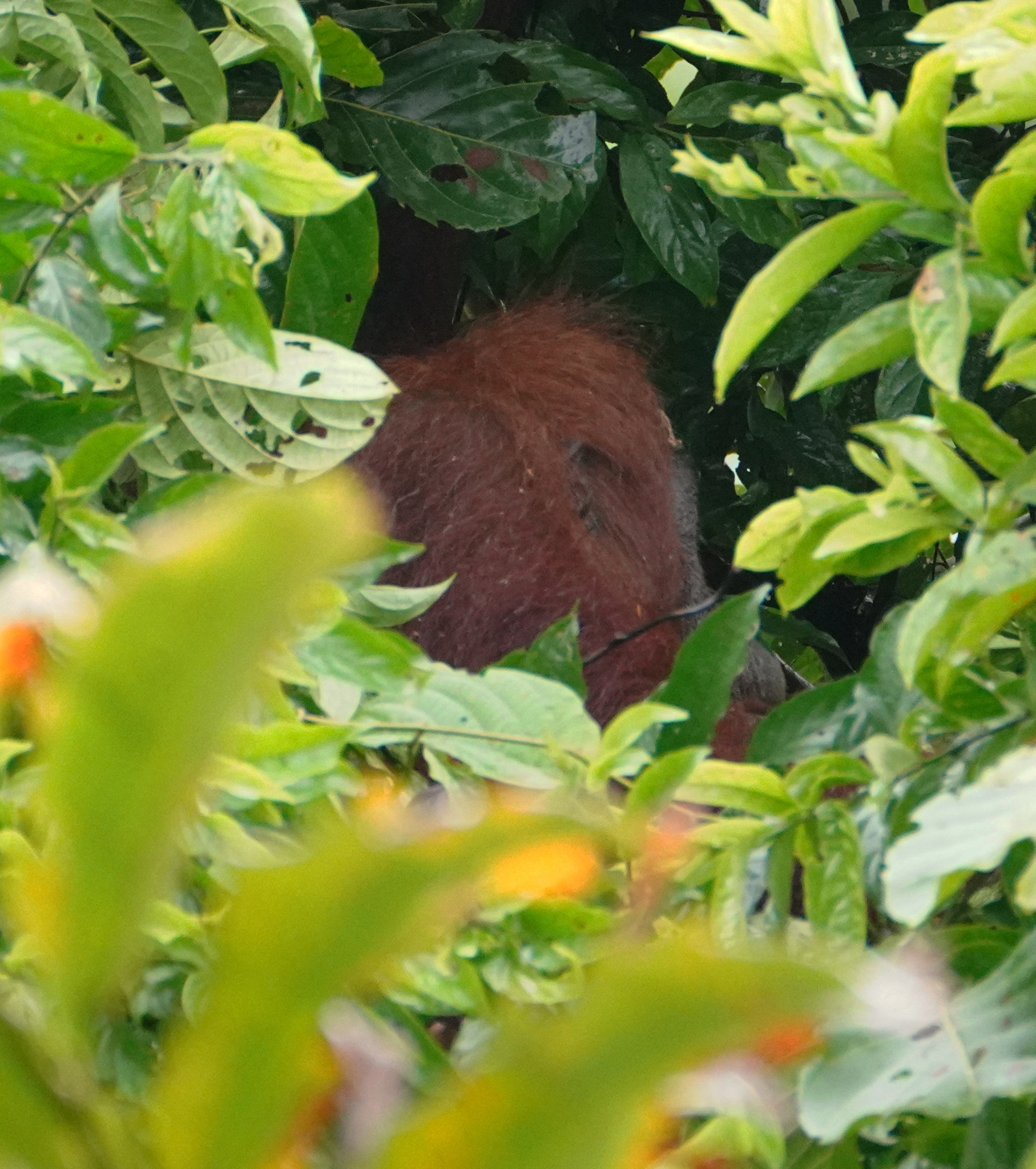 Pongo pygmaeus (Linnaeus, 1760)