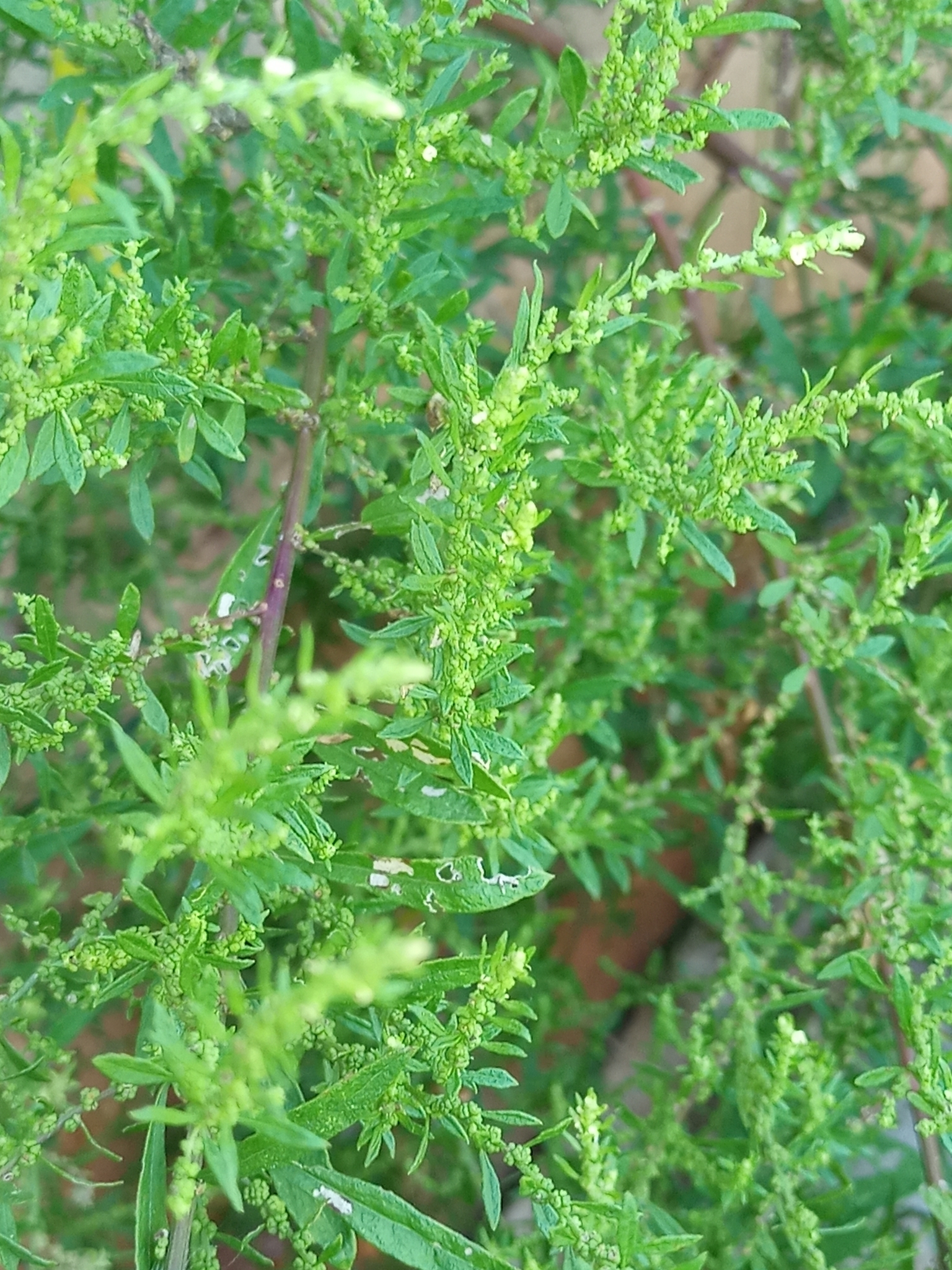 Dysphania ambrosioides (L.) Mosyakin & Clemants