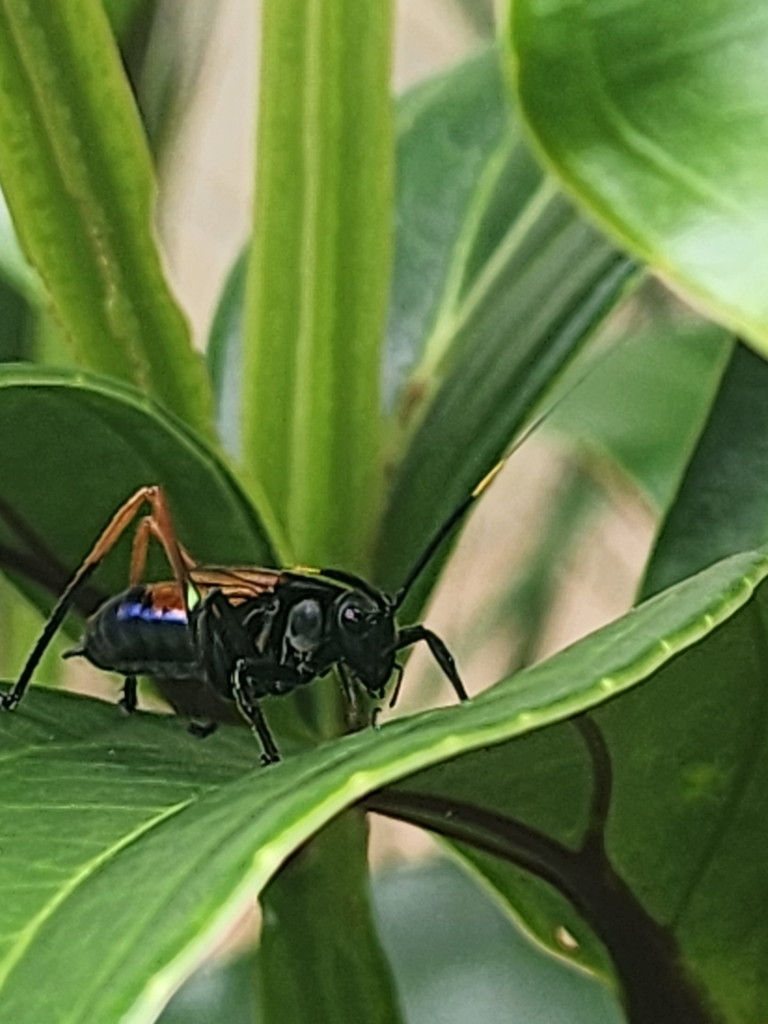 Scaphura nigra (Thunberg, 1824)
