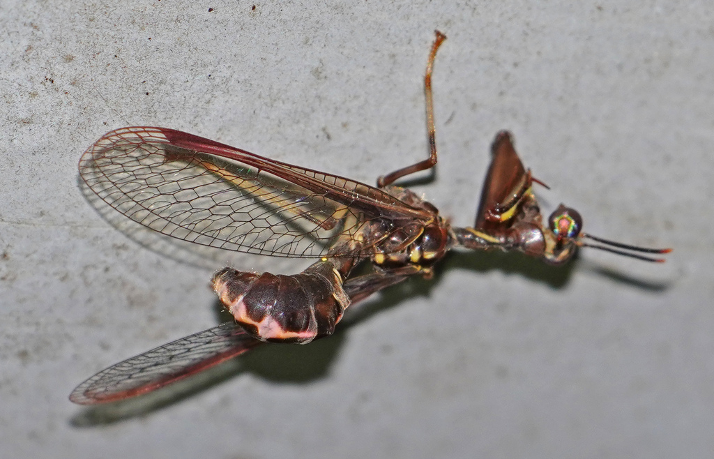 Mantidflies from Lahad Datu, Sabah, Malaysia on January 25, 2023 at 10: ...