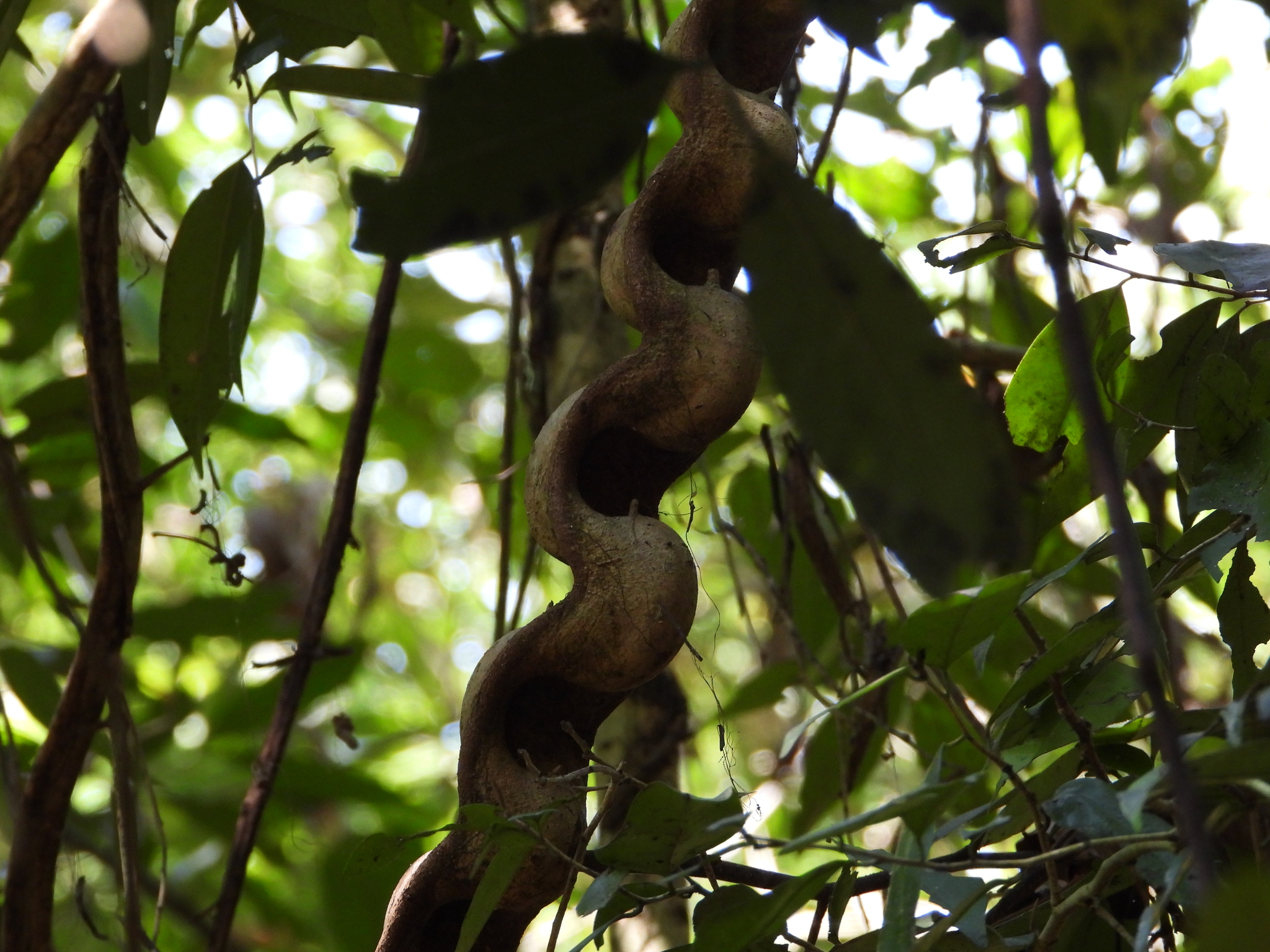 Phanera scandens (L.) Lour. ex Raf.