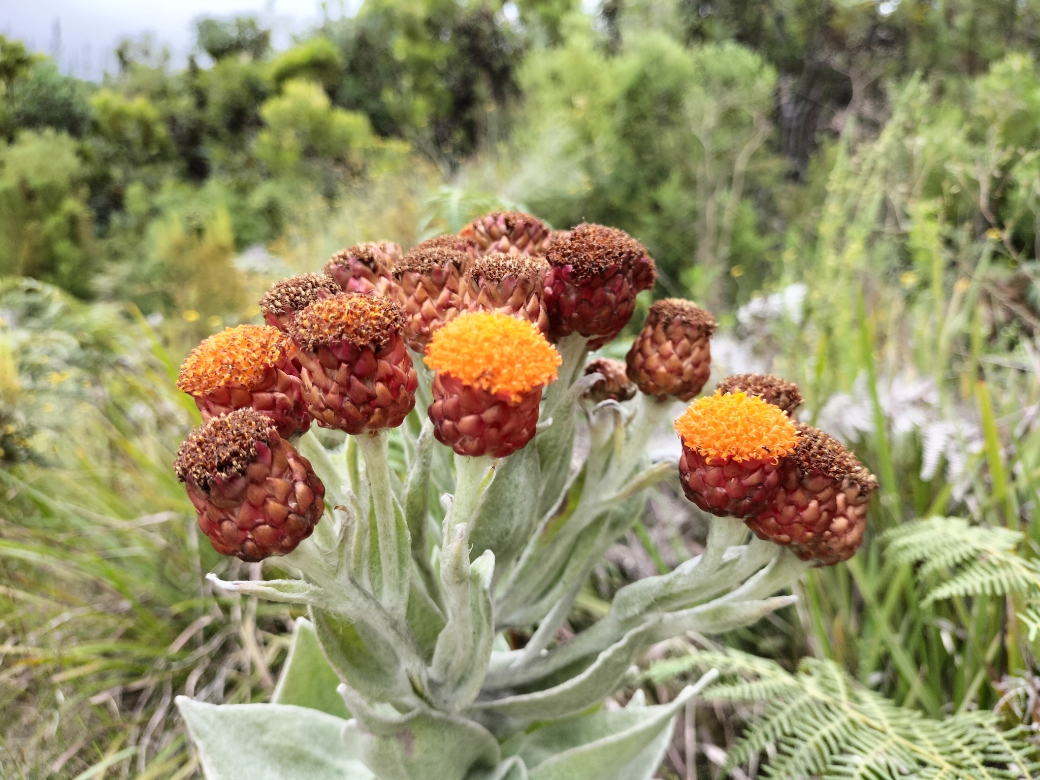 Syncarpha eximia (L.) B.Nord.