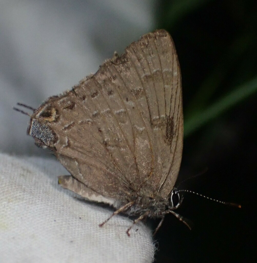 Hickory Hairstreak in July 2022 by Angus Mossman. At blacklight after ...