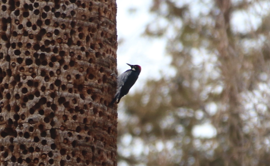 Acorn Woodpecker from Oleander/Sunset, Bakersfield, CA, USA on February ...
