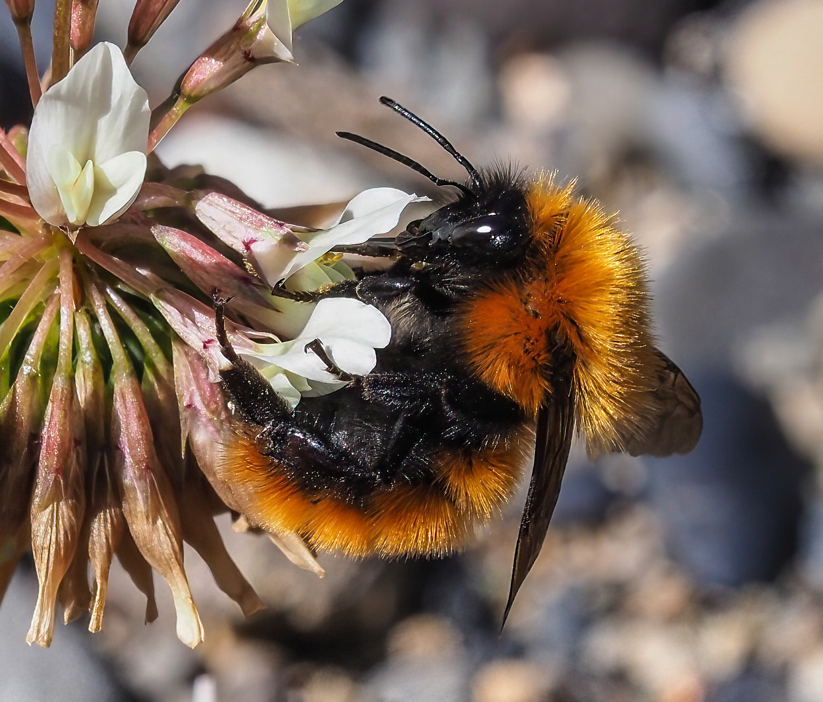 Bombus dahlbomii Guérin-Méneville, 1835