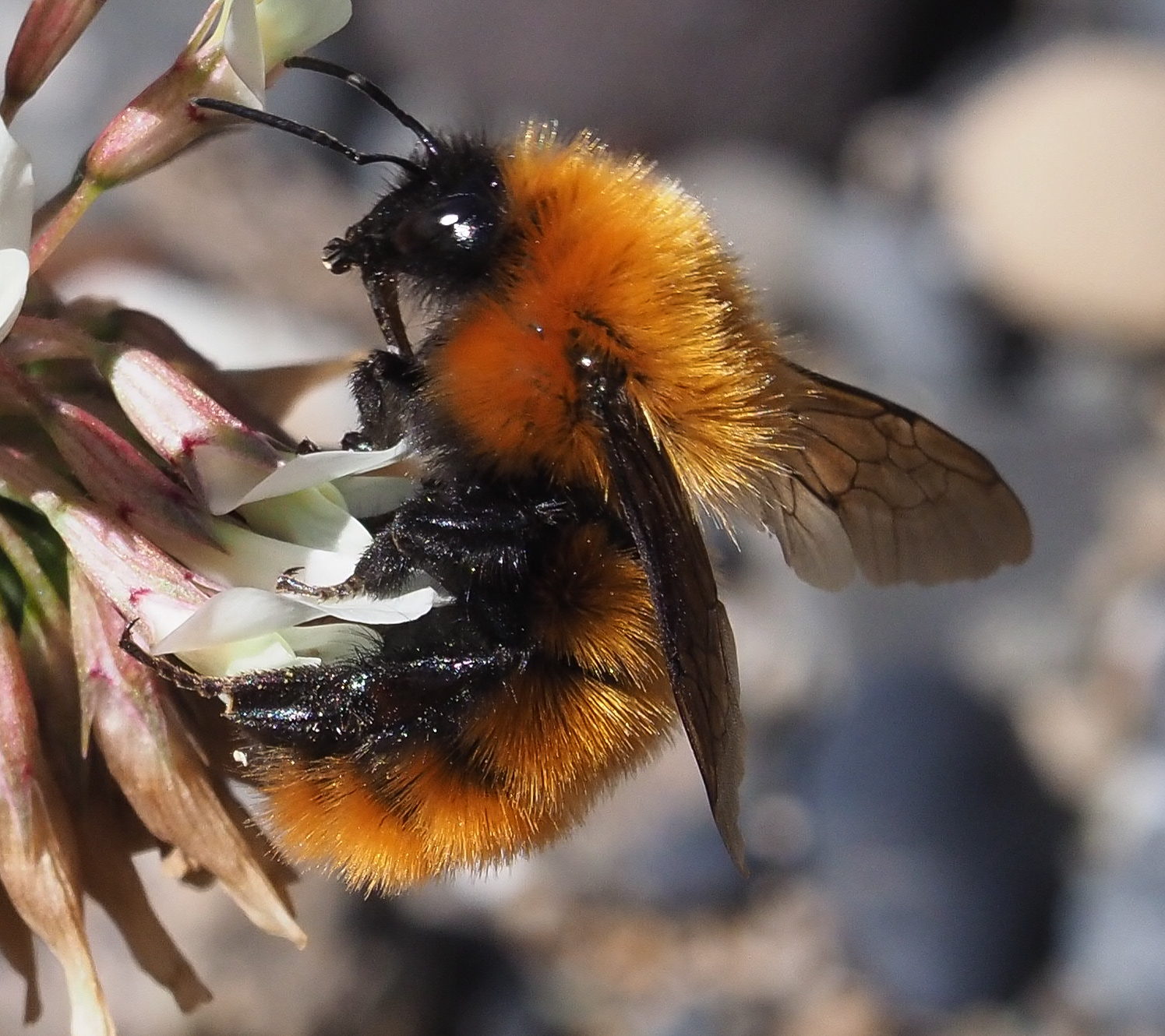 Bombus dahlbomii Guérin-Méneville, 1835