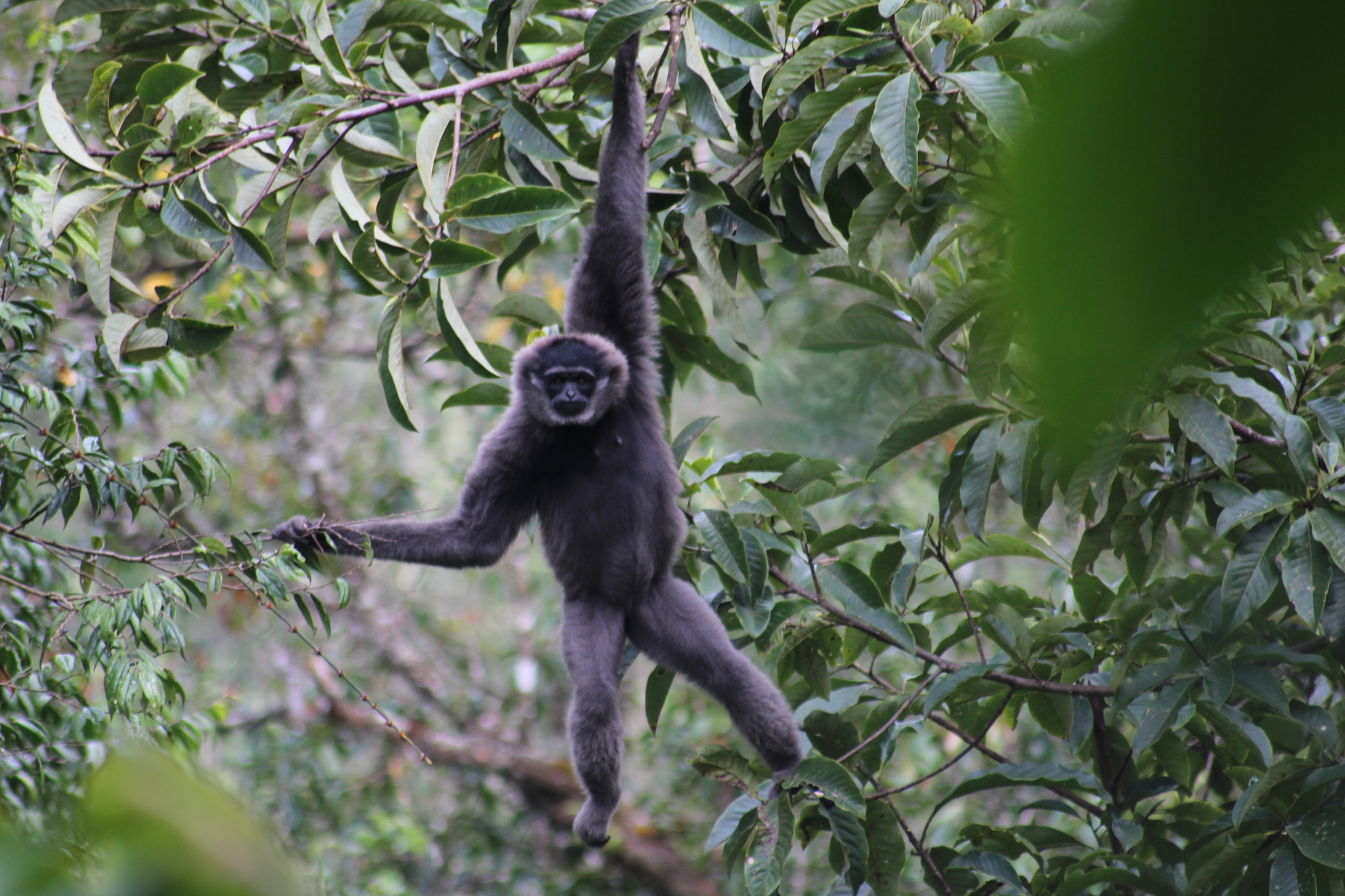 Hylobates moloch (Audebert, 1798)