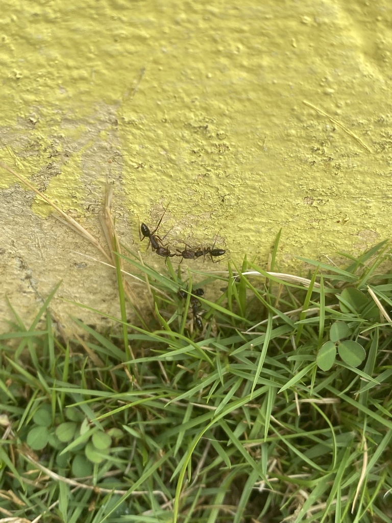 Rough-node Trap-jaw Ant from Saint Lucia, Saint Lucia, LC on February ...