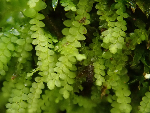 Lejeunea eckloniana · iNaturalist Ecuador