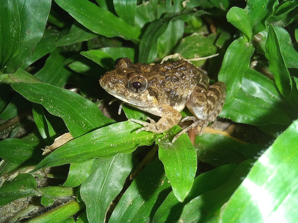 Common Indian Cricket Frog in February 2023 by Harshada Siriwardena ...