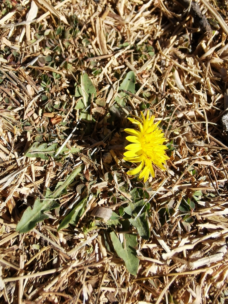 common dandelion from 34394 Dgo., México on February 17, 2023 at 10:23 ...