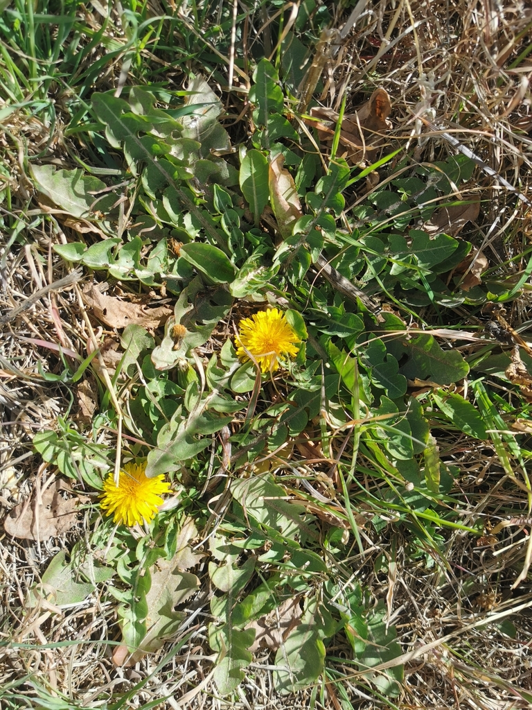 common dandelion from 34394 Dgo., México on February 17, 2023 at 11:59 ...