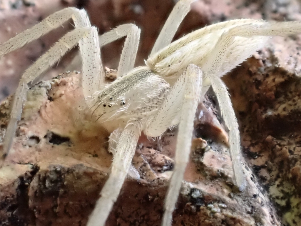 Oblong Running Spider from Garsons Garden Centre on February 18, 2023 ...